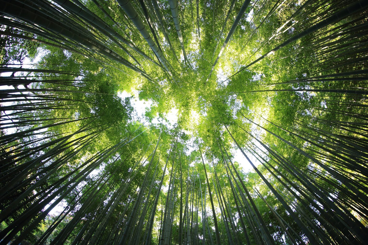 FSC® - Forest Stewardship Council® | Control Union Brasil