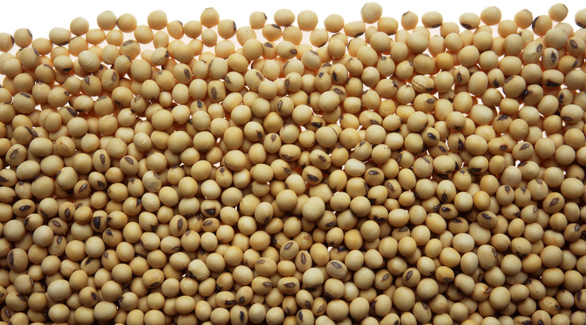 RTRS - Round Table on Responsible Soy | Control Union Brasil